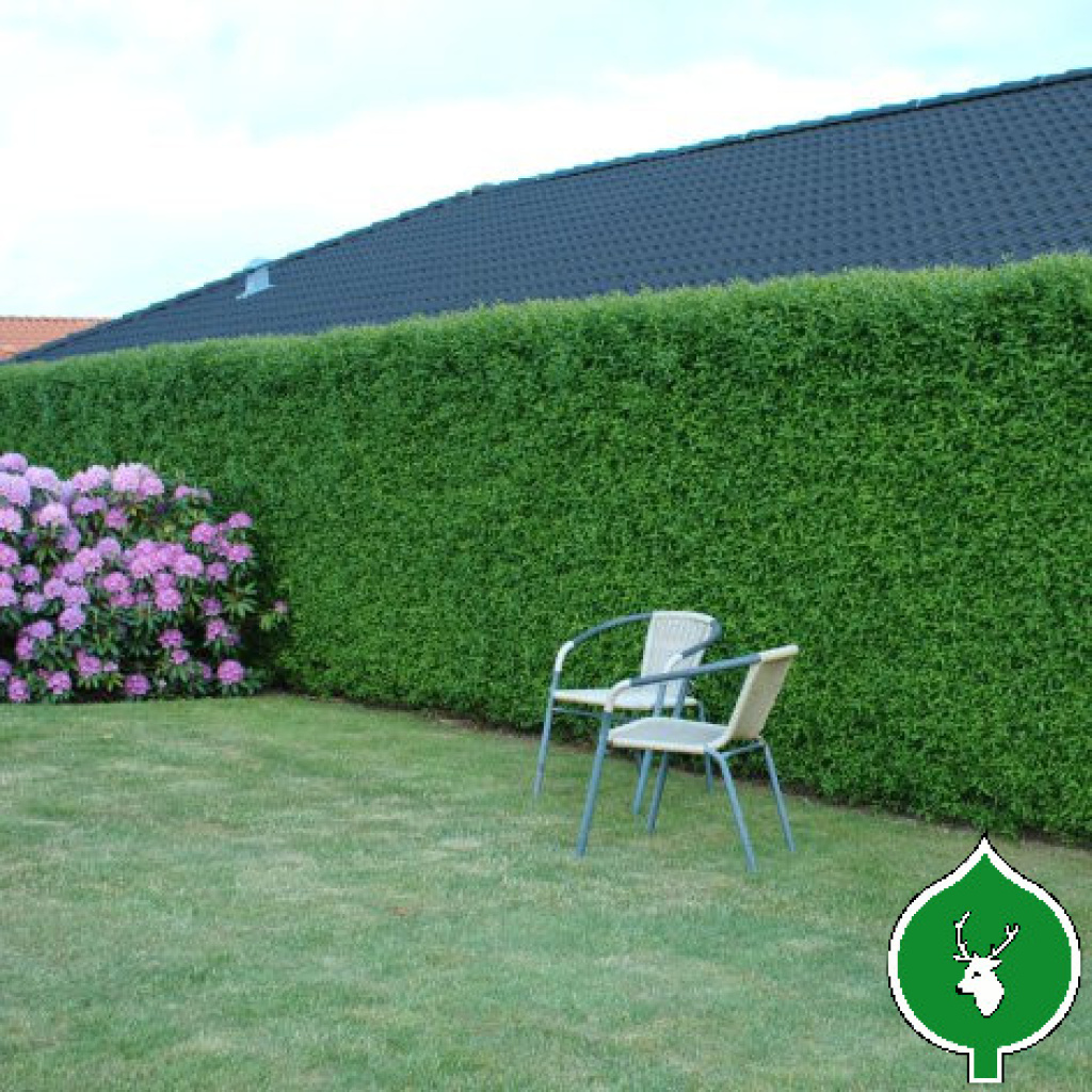 Liguster ´Liga´ 60-80 cm (3-5 grene) (bundt m/ 10 stk) - Ellengaard ...